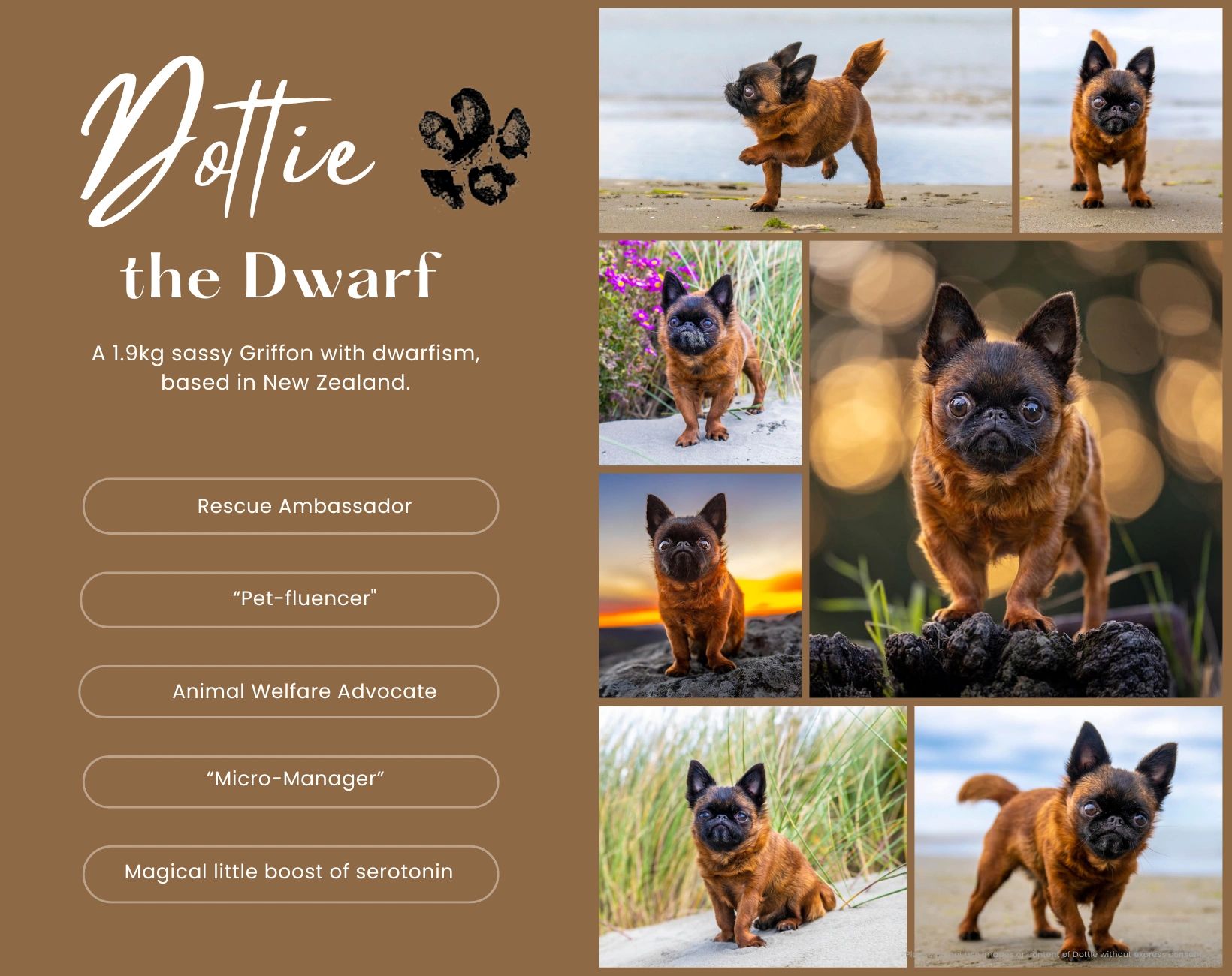 About Dottie | Dottiethedwarf